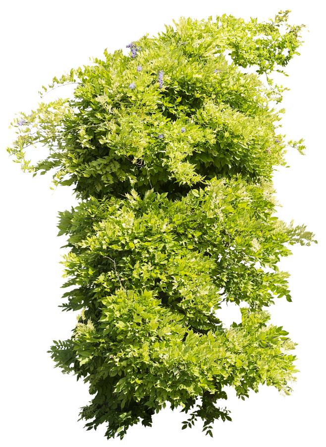 PNG-CUTOUT-pack-Foliage-NOMAD-PHOTO-REFERENCE-02