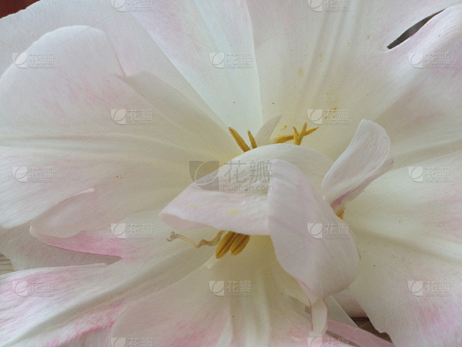 P.Spring白色专辑