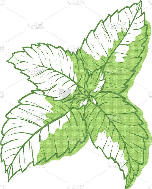 mint icon fragrant melissa green herbal symbol