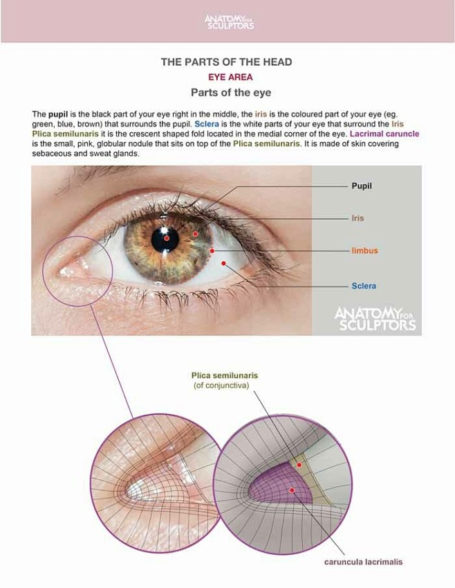 anatomy-for-sculptors-parts-of-the-hex-eye-area-for-artists-by ...