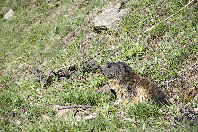 La marmotta