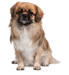 dog_PNG136