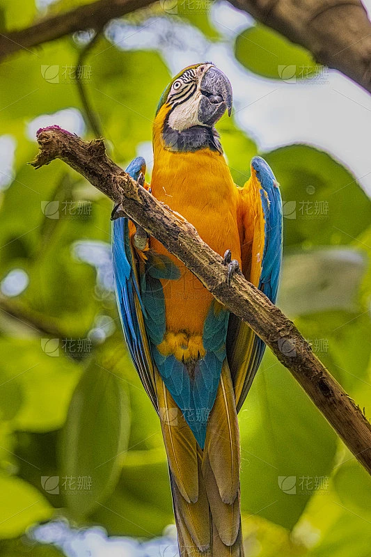 玻利维亚圣克鲁斯德拉塞拉Guembe公园丛林中的鹦鹉。素材-花瓣网