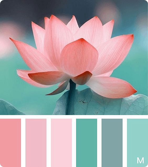 Blush, Pink , Aqua and Teal colour palette