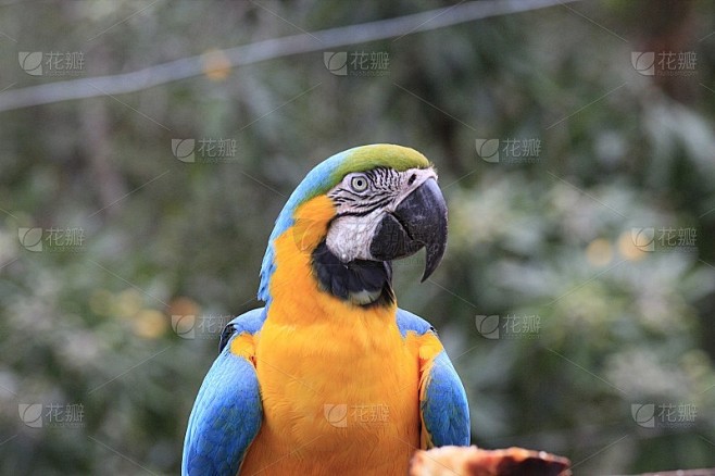 Arara