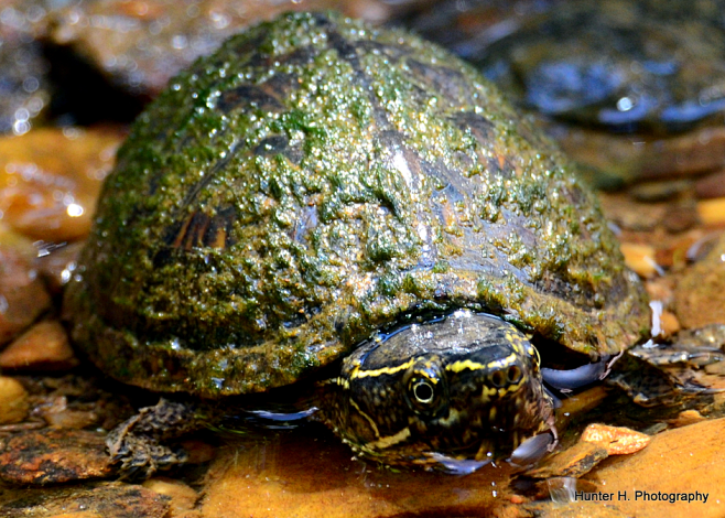 普通麝香龟Sternotherus odoratus (Latreille, 1801) - common musk turtle