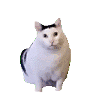 表情包-花瓣网|陪你做生活的设计师 | 猫咪表情包不要摇摇头