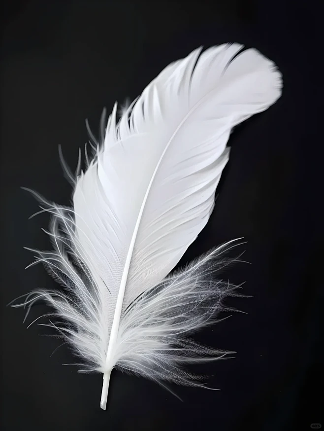 绘画素材1000更～白色羽毛 - 小红书-花瓣网