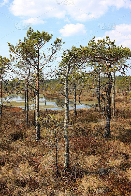 拉脱维亚的大克梅里沼泽