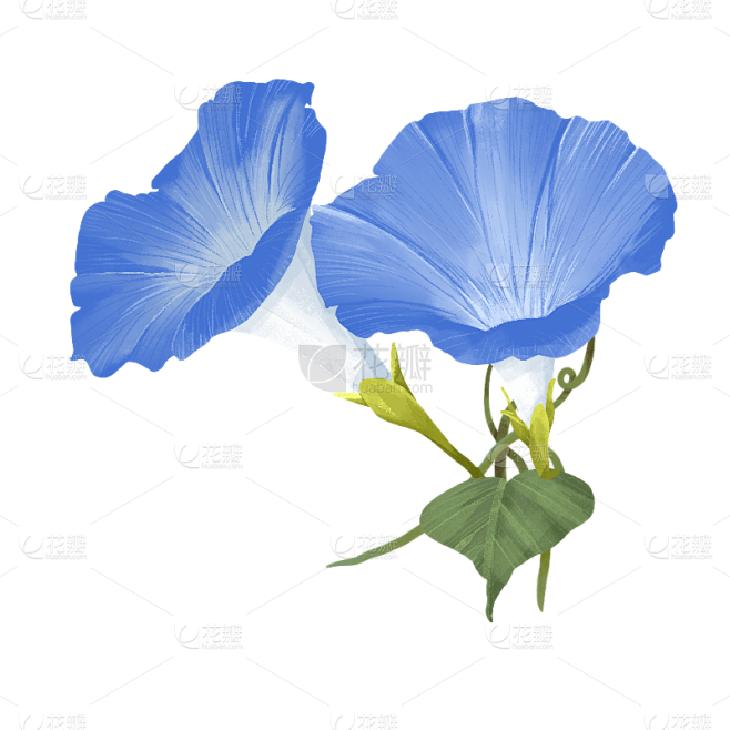 手绘-夏天季节元素贴纸svg-牵牛花