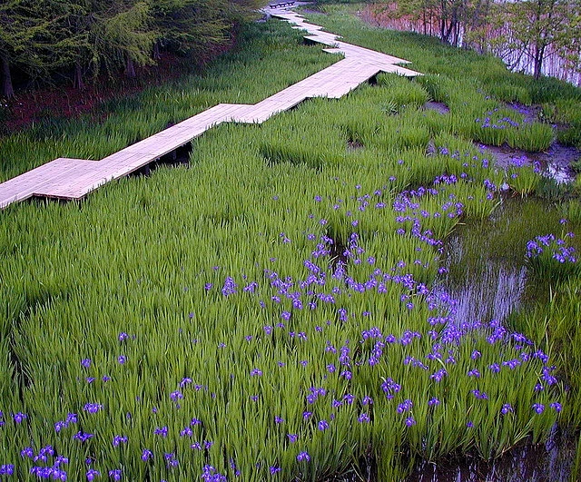 Iris laevigata wetlands . staggered path-花瓣网