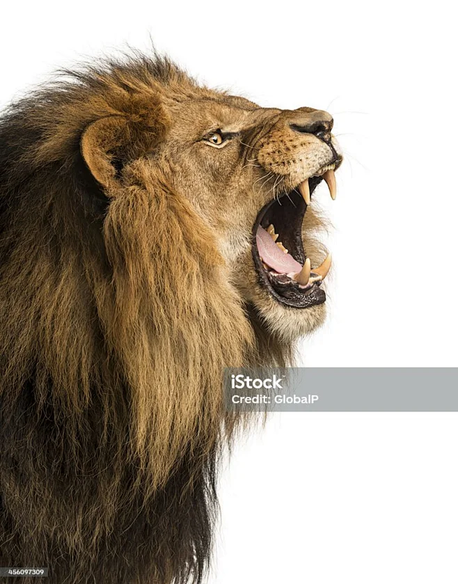 Closeup Of A Lion Roaring Isolated On White Stock Photo - Download Ima-花瓣网