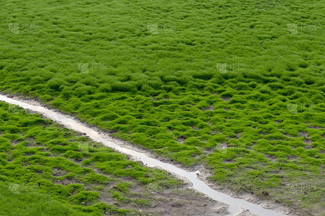 青苔草背景和水道。