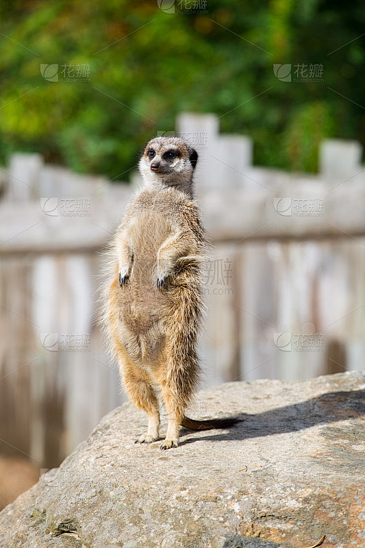 Meercat