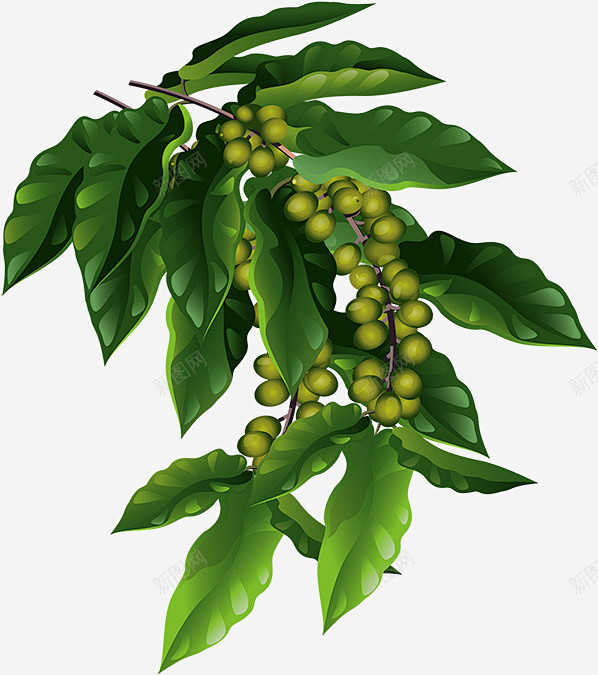 高清手绘矢量树上咖啡豆插画素材 平面电商 创意素材-花瓣网