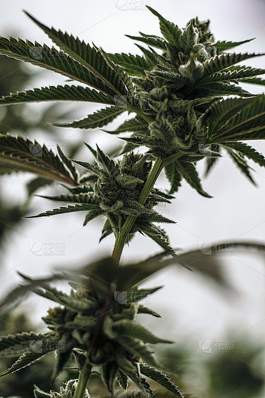 活大麻Macro Bud Shot