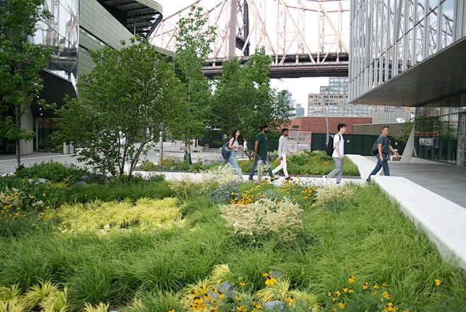 Cornell Tech Campus, Phase 1 | Landscape Performance Series图片_种植与地形图片素材-花瓣网