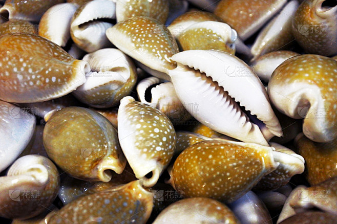 Brown Sea Shells collection for sale background