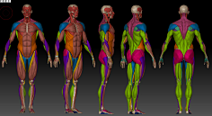 anatomy-花瓣网|陪你做生活的设计师