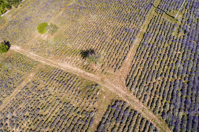 美丽的levander花