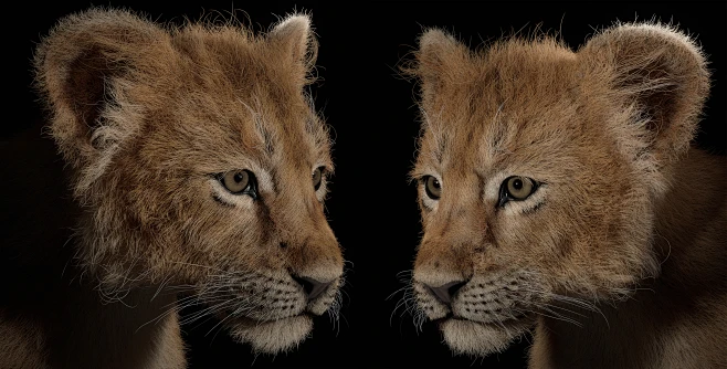 ColdPaws- Lion Cub - Unreal engine 5 Character-花瓣网
