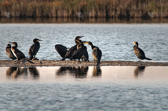 几个Kormorane
