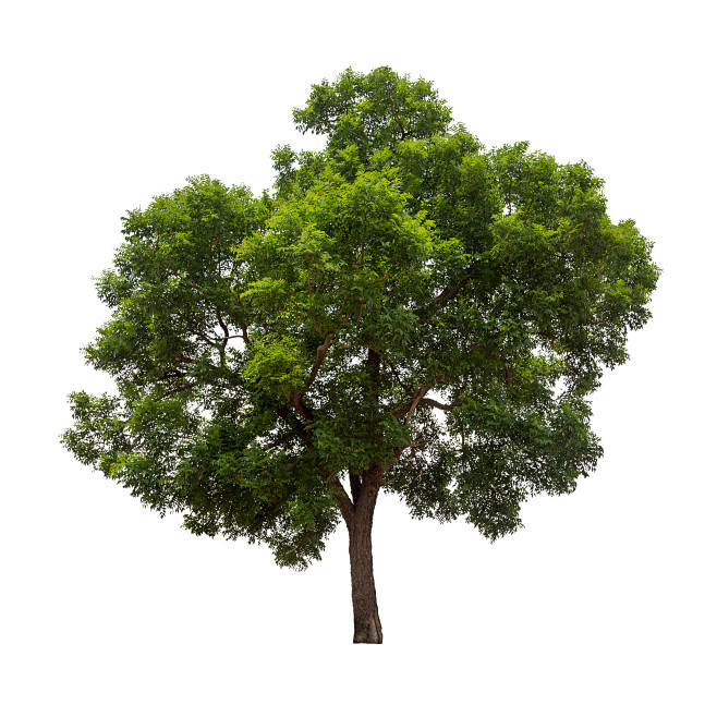 大树高清图片 树素材