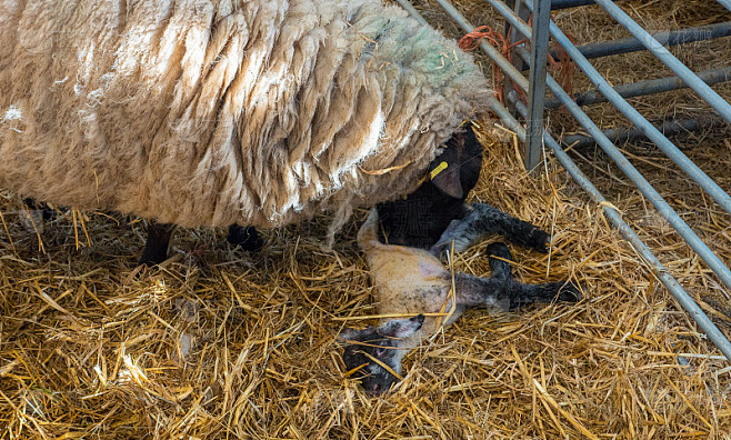 母羊在生产后舔她的小羊羔