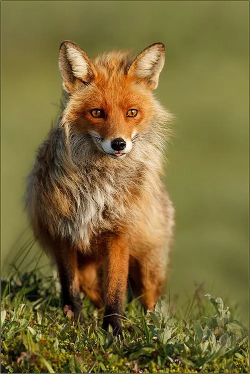 Fabulous Fox-花瓣网