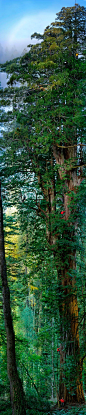 Old Cedar Tree, Mount Magazine State Park, Logan County, Arkansas