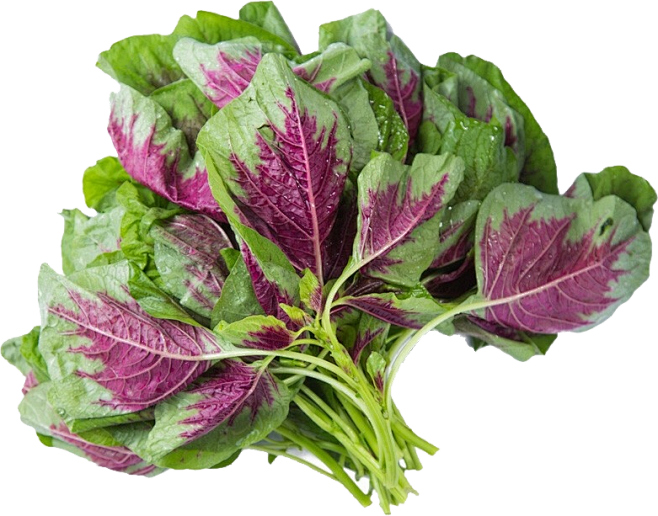 红苋菜 菜png