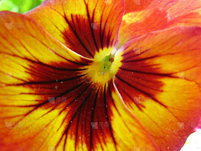 P.Spring橙色专辑