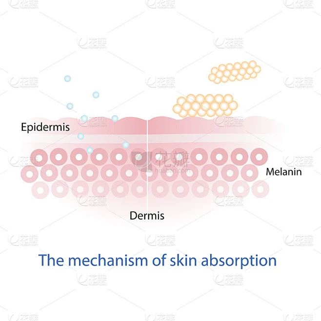Mechanism of nutrient absorption through skin laye素材-花瓣网