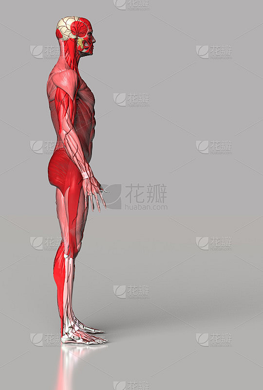 肌肉系统的男性身体侧视图3d渲染