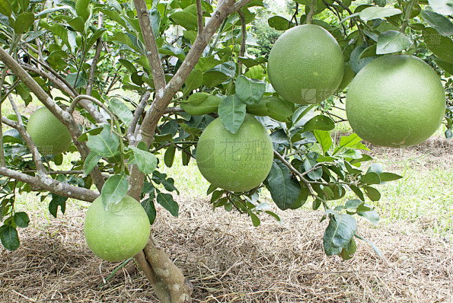 柚子,树