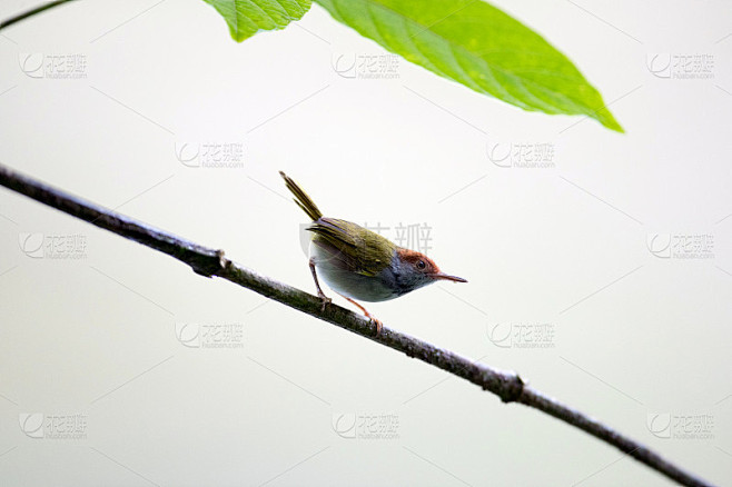 鸟:黑颈裁剪鸟(Orthotomus atrogularis)