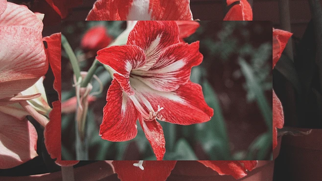 Branding Amaryles : Amaryllis is also known as Azucena or Flor-da ...