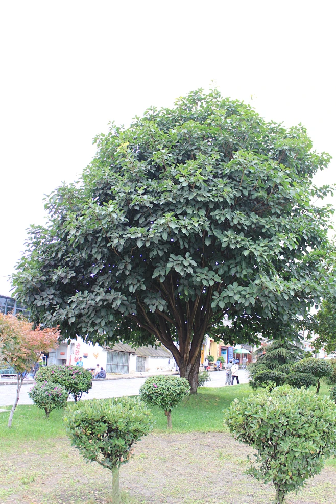 大青树-花瓣网