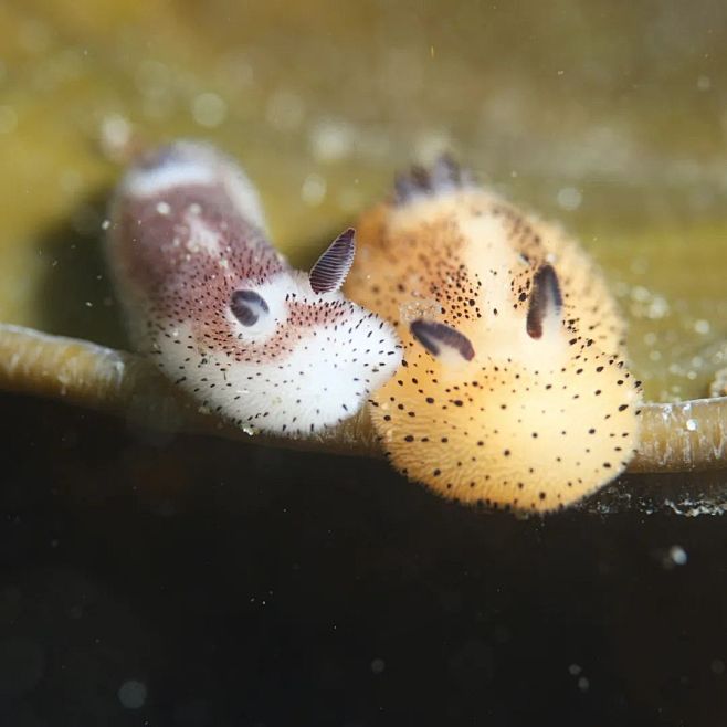 Jorunna parva 碎毛盘海兔 ins: mali_mari_sun / maaaaana04 / chikayukitateishi