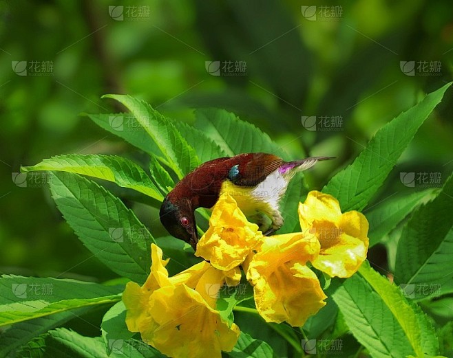太阳鸟喝nector -自然之美