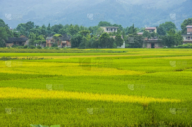 秋天的稻田景色素材-花瓣网
