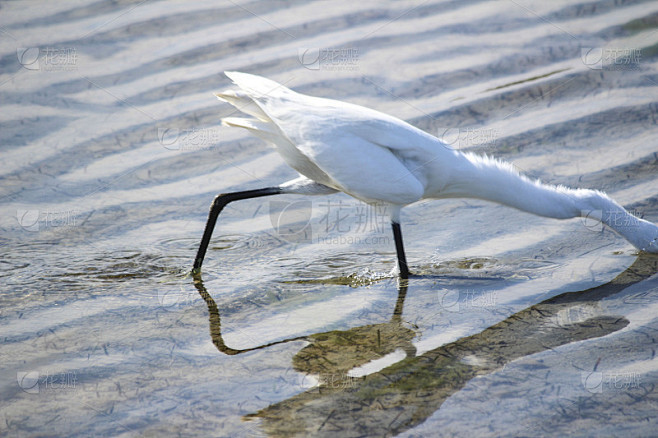 加泽特在平原上打猎，杰尔巴，Mednine，突尼斯，北非