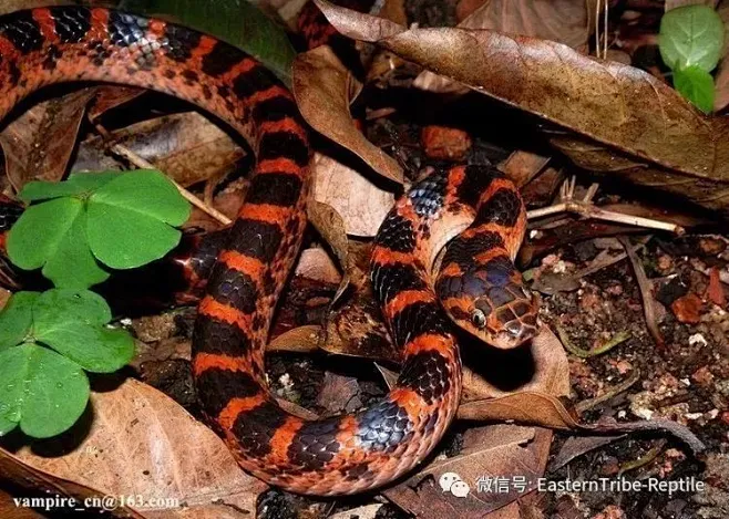 赤链蛇 Lycodon rufozonatus(Cantor, 1842)-花瓣网