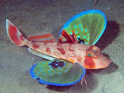 SEA BUTTERFLY~-花瓣网