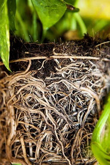 House Plant Roots-花瓣网