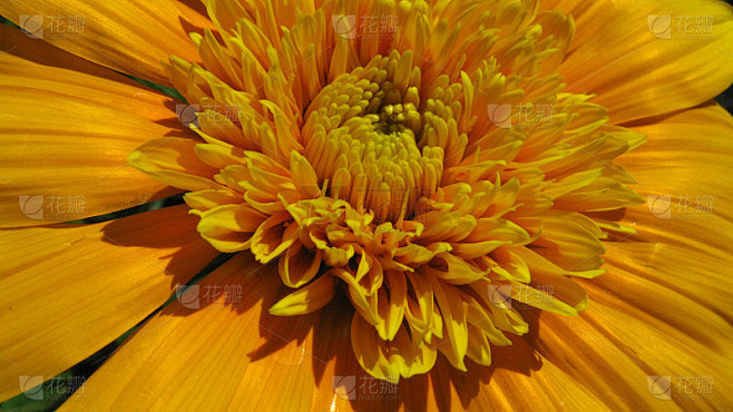 P.Spring橙色专辑