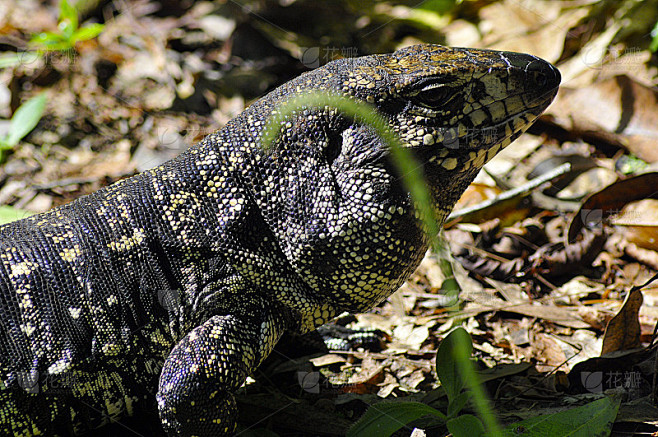 Tegu lizard