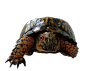 Box-Turtle-PNG-File