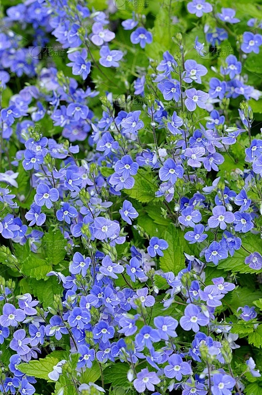 bird -eye speedwell Veronica chamaedrys素材-花瓣网