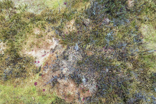 Mossy Bog (86)-花瓣网